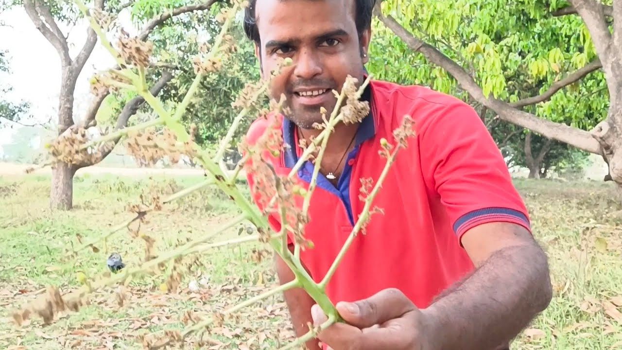आम के मौसम की शुरुआत // Mango session in India // Lokesh Pushkar ...