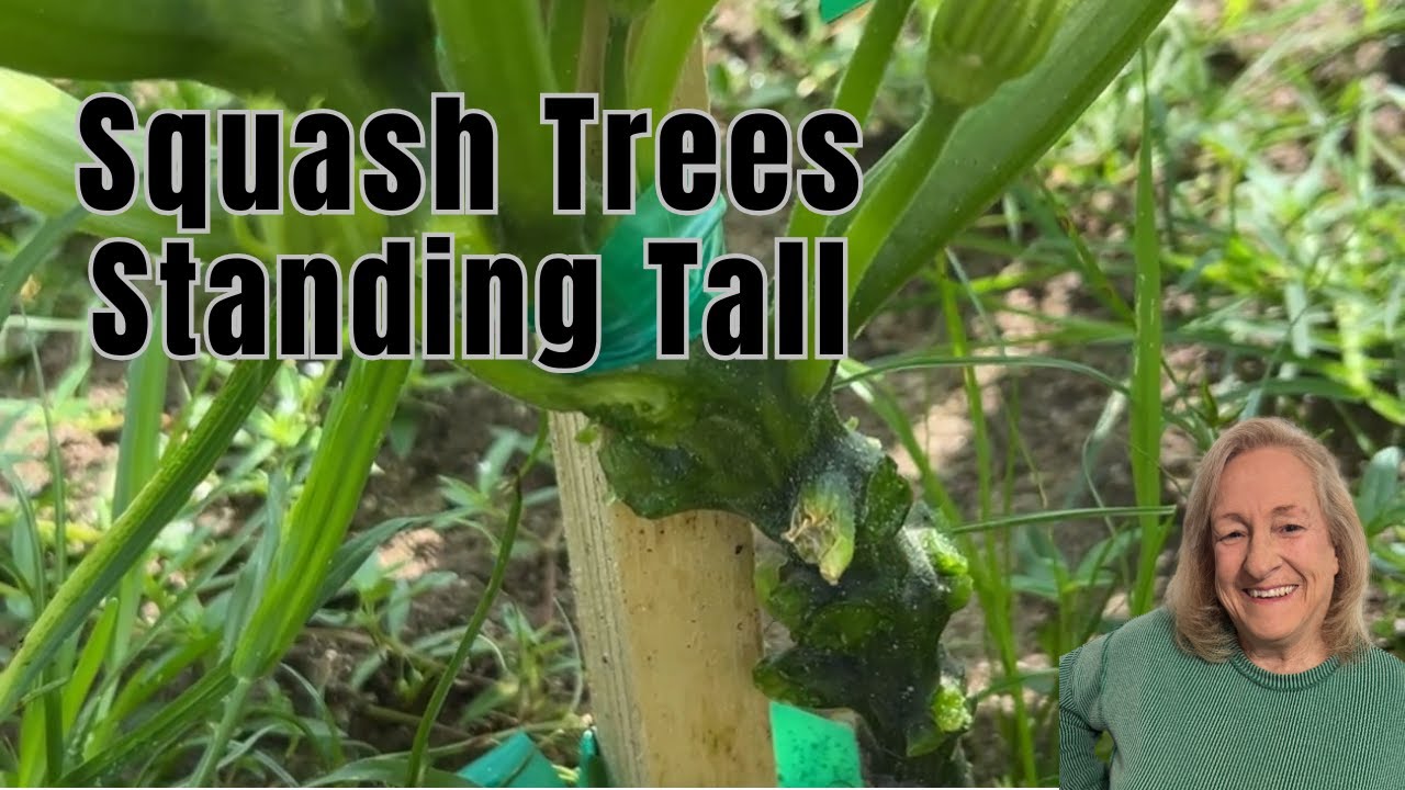 Squash Tree Garden Growing Strong! - YouTube