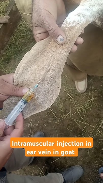 Intramuscular injection in ear vein in goat| #goat #veterinarian #vet training #veteducation # ...