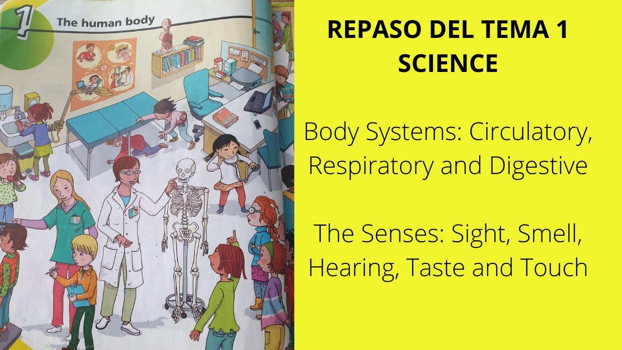 Repaso del tema 1 de SCIENCE, 3º Primaria- The Human Body - YouTube