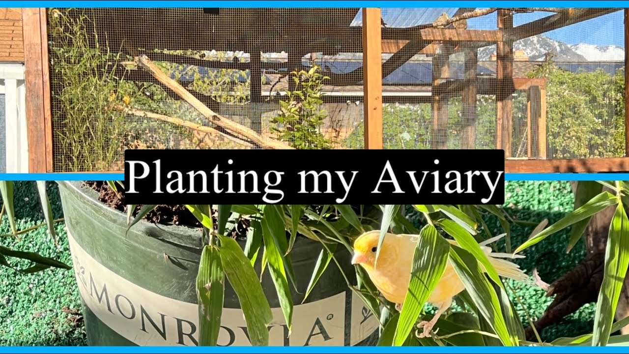What plants to put in your aviary - YouTube