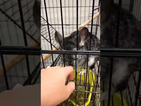 Scared Chinchilla #its okay - YouTube