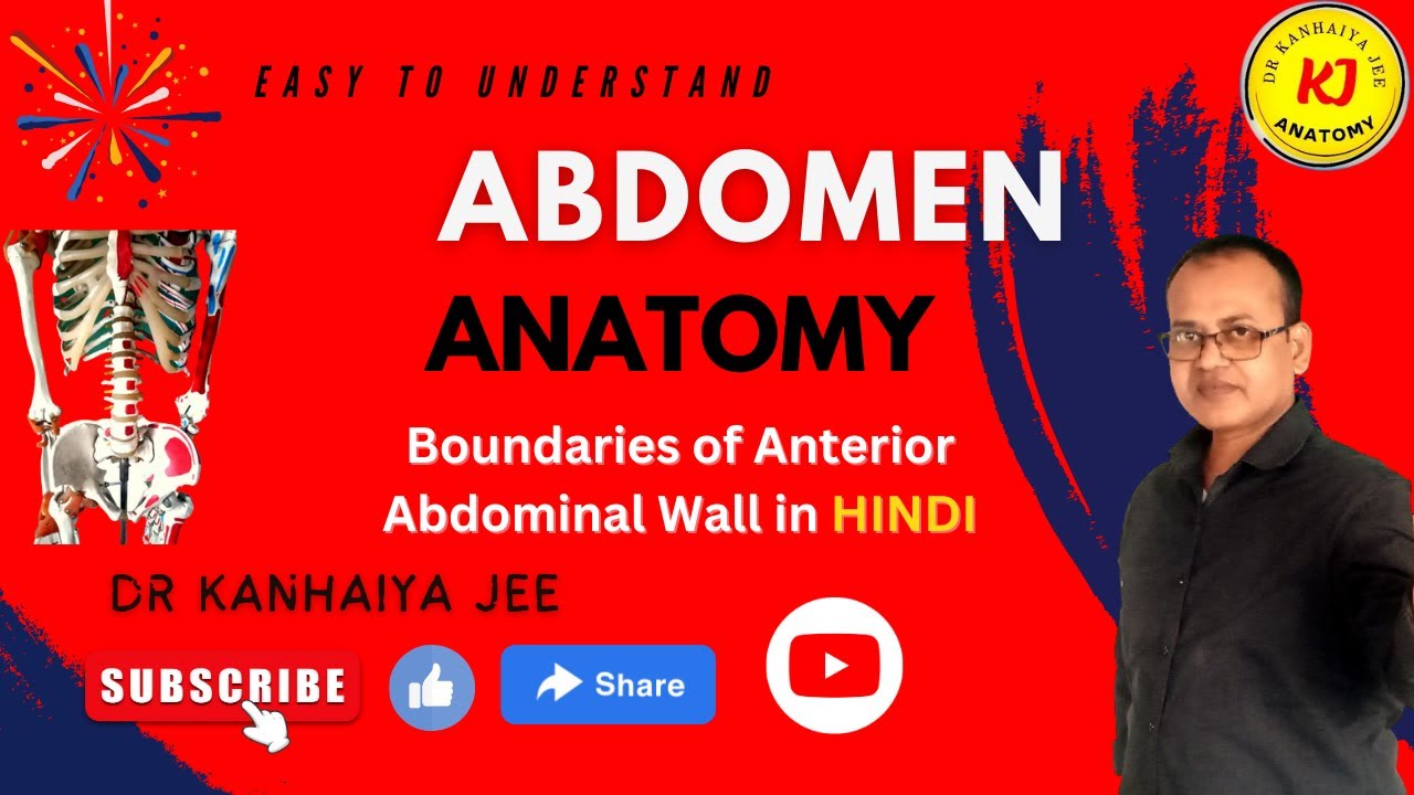 Anterior abdominal wall boundaries||Anterior abdominal wall||Abdomen ...