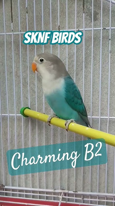 Charming B2 lovebird #birdbreedingtips #parrot #lovebird #b2lovebird # ... Charming B2 lovebird #birdbreedingtips #parrot #lovebird #b2lovebird # ...
