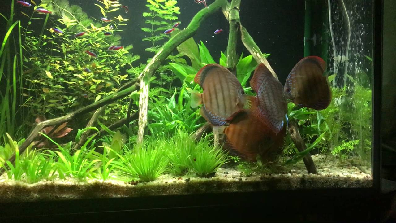 Discus Red Turquoise & Discus Brown Alenquer F2 - YouTube