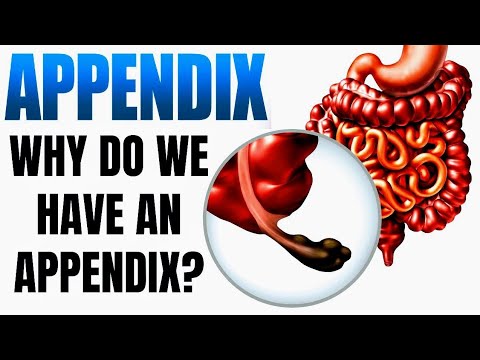 Why appendix evolved? | Is appendix a useless organ? | appendicitis ...