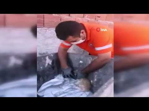 Temizlik ekipleri, ipe dolanmış yavru kediyi kurtardı