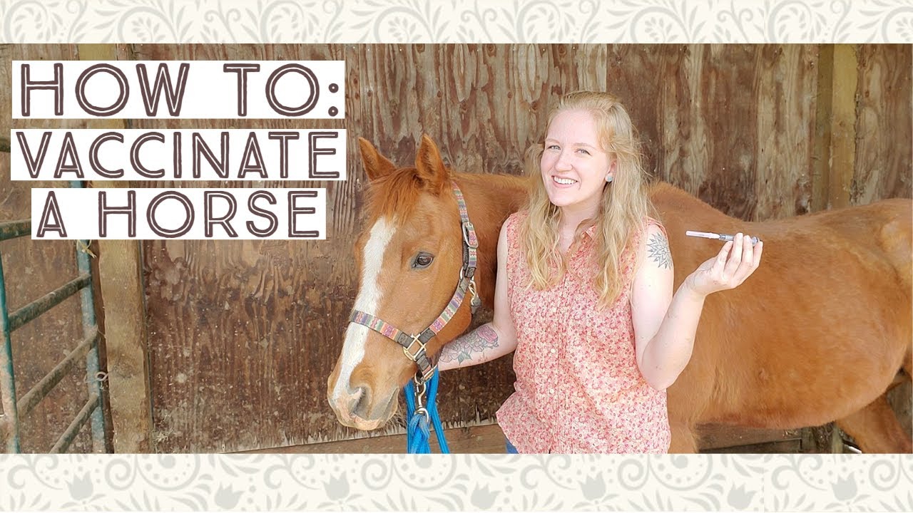 How to Vaccinate a Horse (Intramuscular Injection) - YouTube