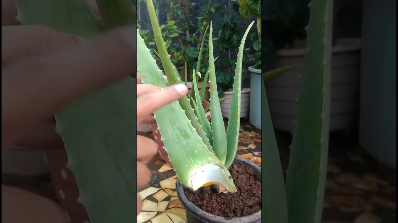 Best Way to cut Aloe Vera leaf without damaging your plant - YouTube