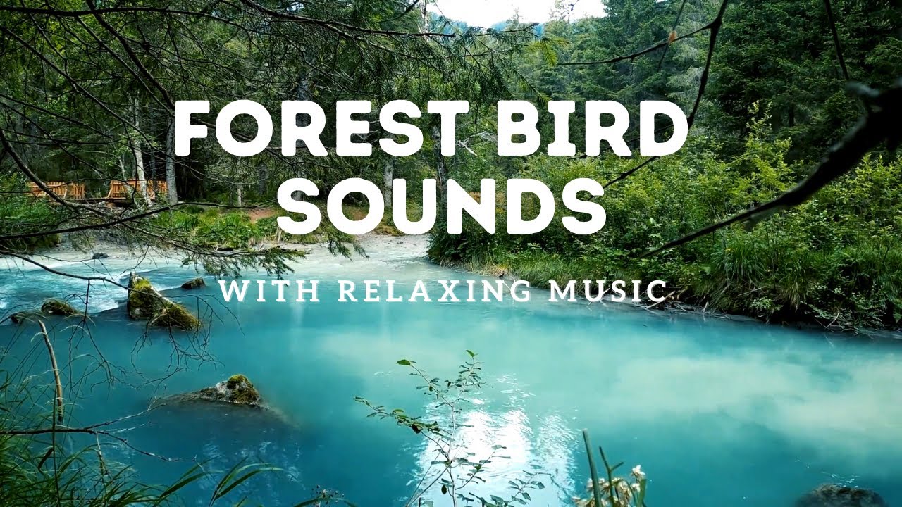 Forest Bird Sounds, Relaxing Music ,Nature Sounds, Forest Music | Relax ...