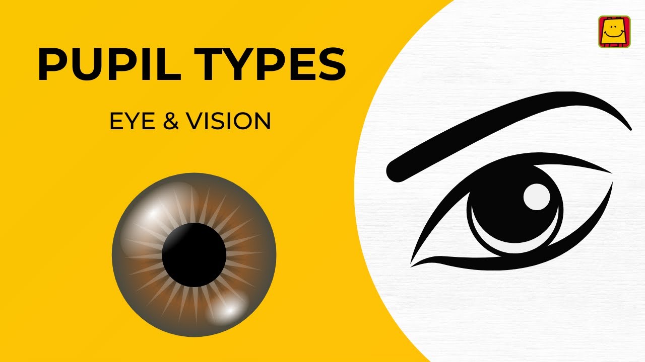 Pupil types l Eye and Vision - YouTube