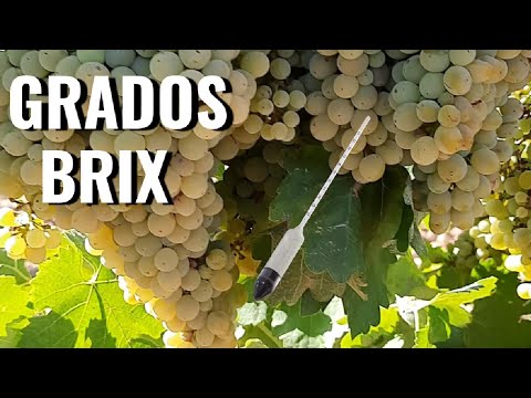 Cómo Medir GRADO BRIX UVA en CASA 🍇 - YouTube