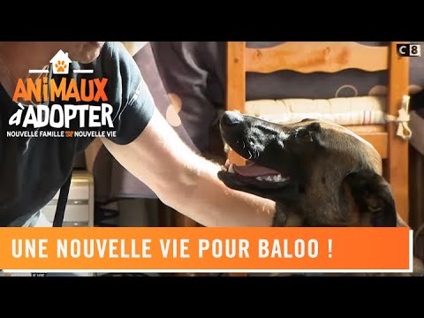 Une nouvelle vie pour Baloo, après la SPA ! - YouTube