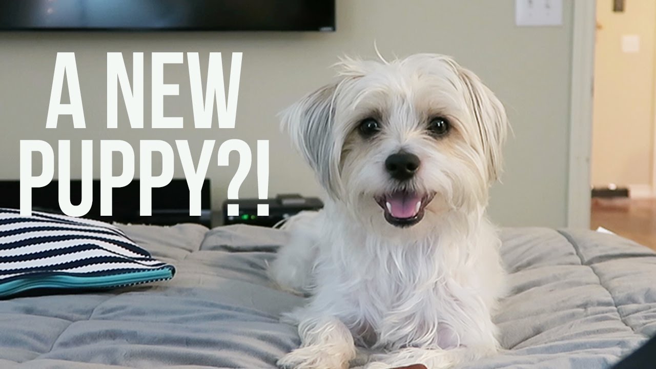 A NEW PUPPY?! - YouTube