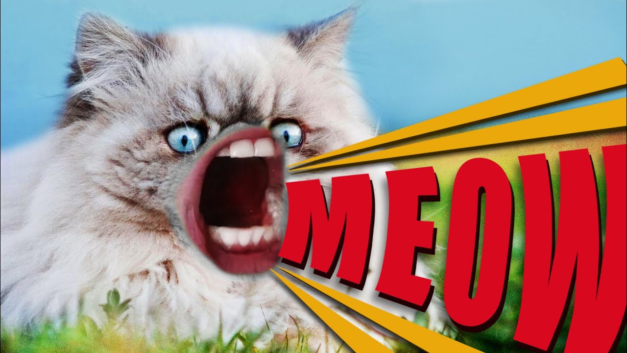 MEOW | funny cats talking #meow #talkingcats - YouTube