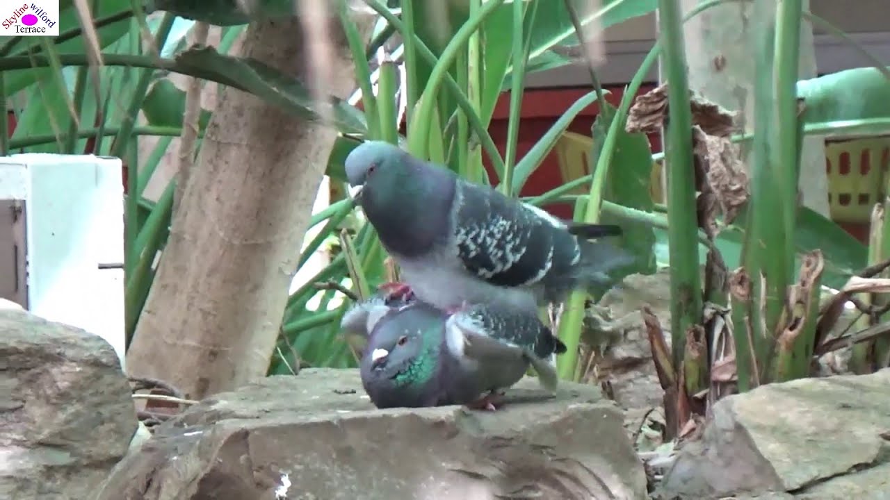 Pigeon mating#A: a nice mating captured in a nice position - YouTube
