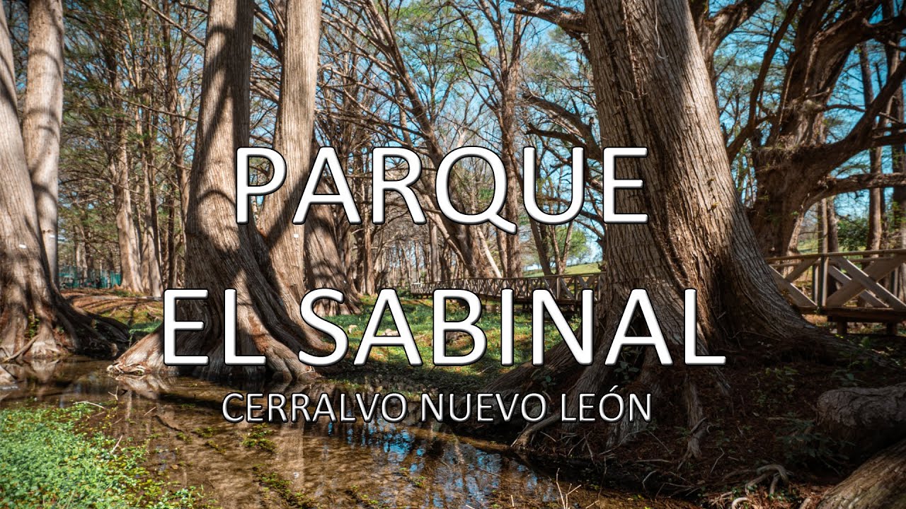 ¡Un parque lleno de SABINOS! / PARQUE EL SABINAL / Cerraldo N. L. / La ...