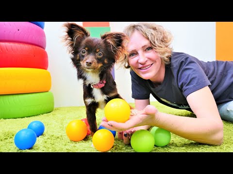 Nicole bringt ihrem Hund Lucky Tricks bei - Spielspaß mit Barbie - Spielzeug Video für Kinder