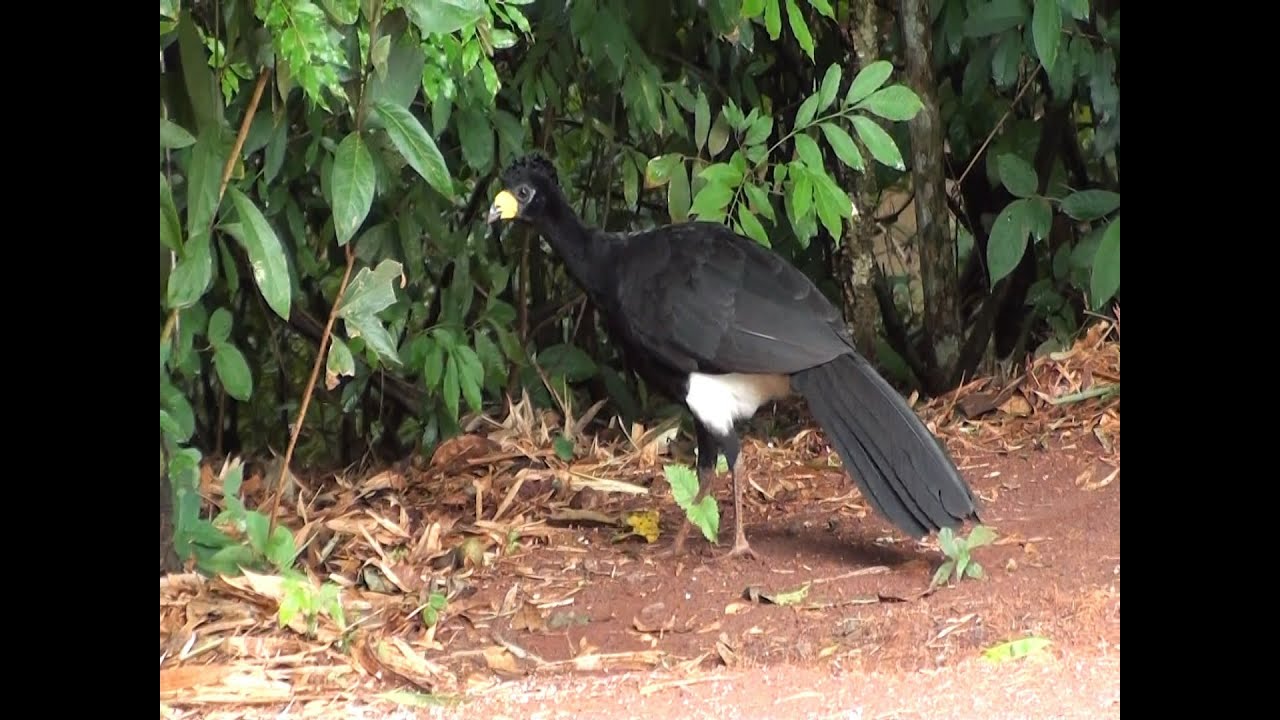 MUTUM-DE-PENACHO livre na natureza (CRAX FASCIOLATA), BARE-FACED ...