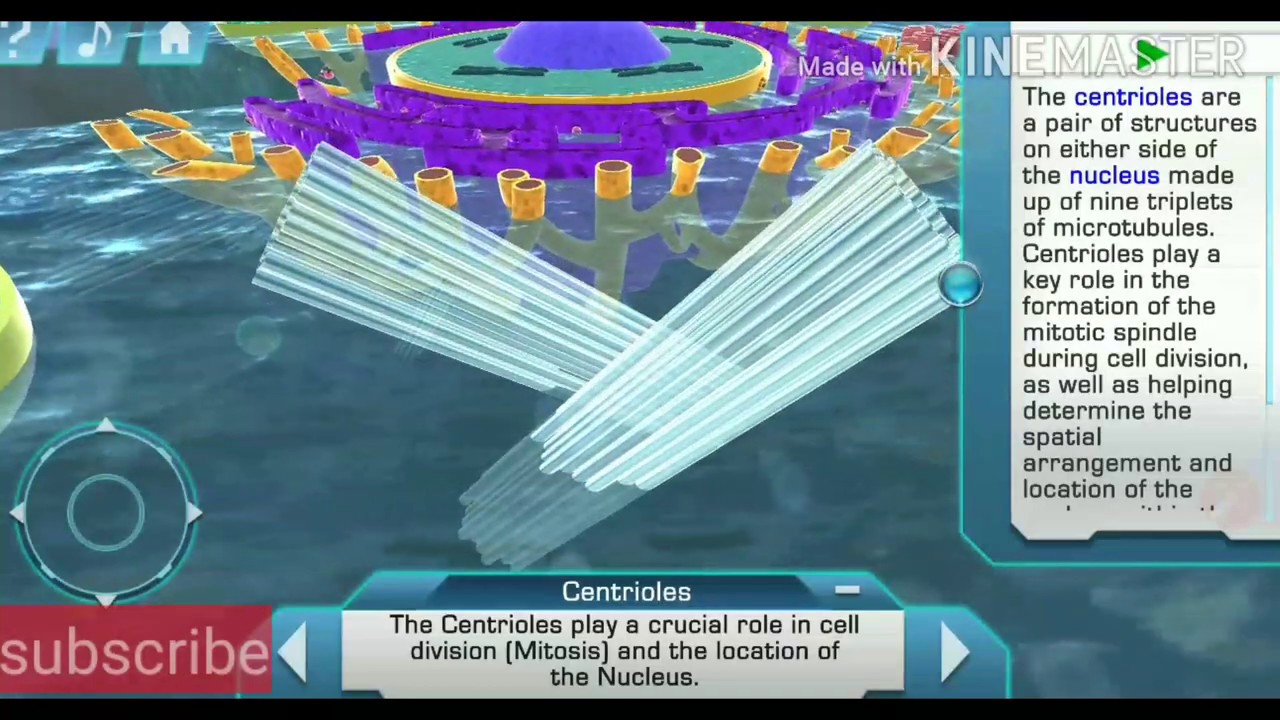 centrioles function and location|what are centrioles#ncertlearnings# ...