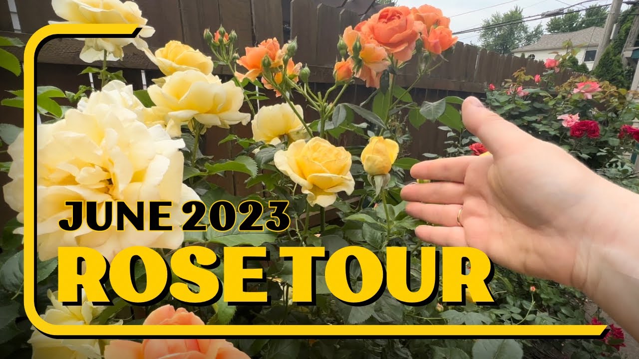 June 2023 Rose Garden Tour: A Feast For the Senses - YouTube