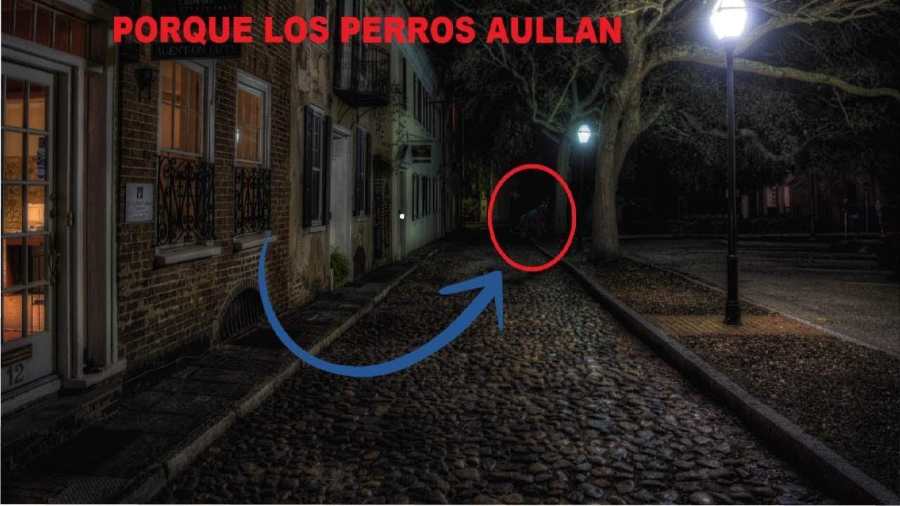 LA VERDAD SOBRE EL MACABRO AULLIDO DE PERROS Relatos de Terror - YouTube