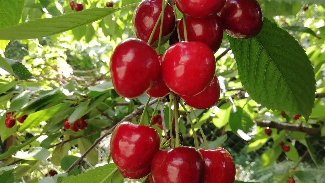 Recoltarea cireselor. Am cules ciresul! Harvesting cherries - YouTube