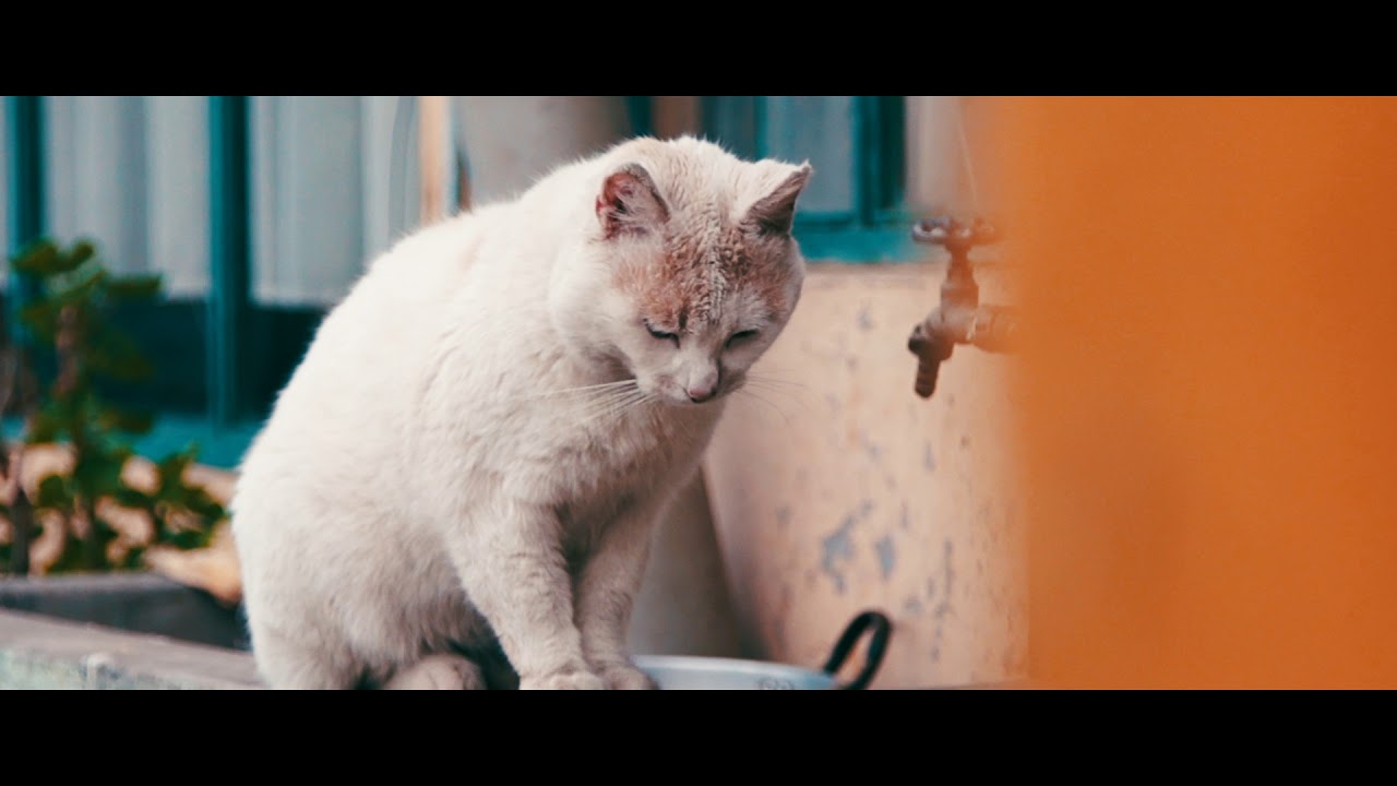 Video Test Sony nex 5R // Canon lens 24-105 f4 Serie L // Cinematic Sample