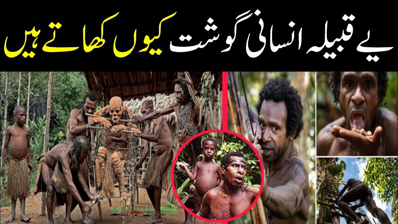 History Of Ancient Korowai Tribe | Korowai Tribe | korowai - YouTube