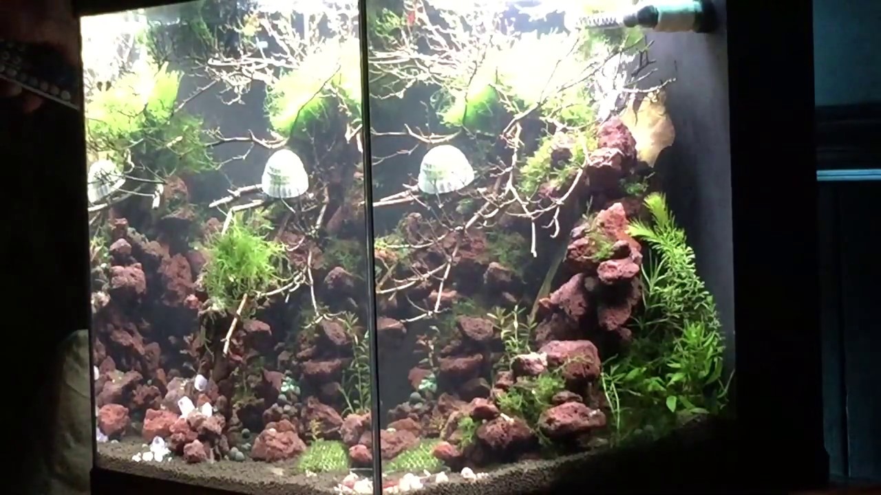 totally customized JBJ Cubey 20 gallon the ultimate shrimp tank - YouTube