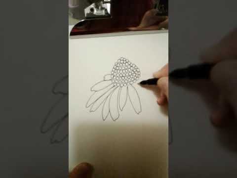 How to draw a purple coneflower - YouTube