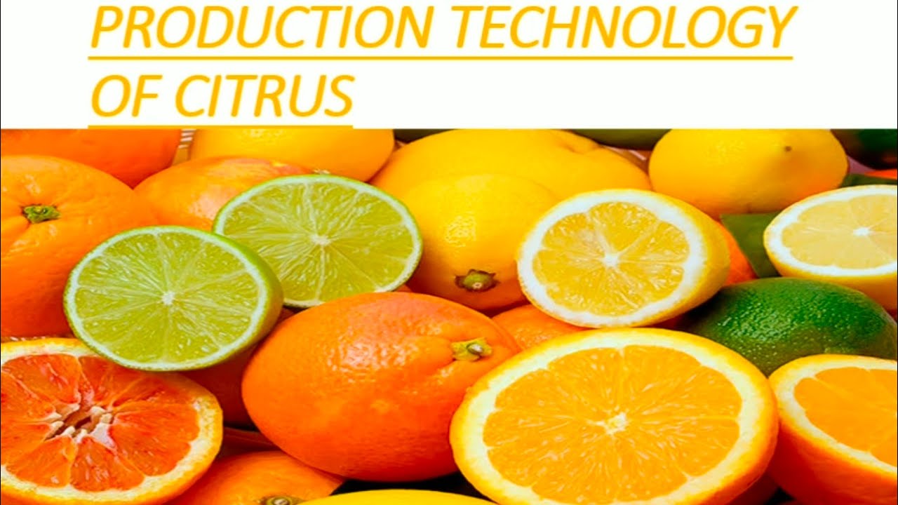 Production Technology of Citrus by Ieshan Sharma #FRTS221 - YouTube