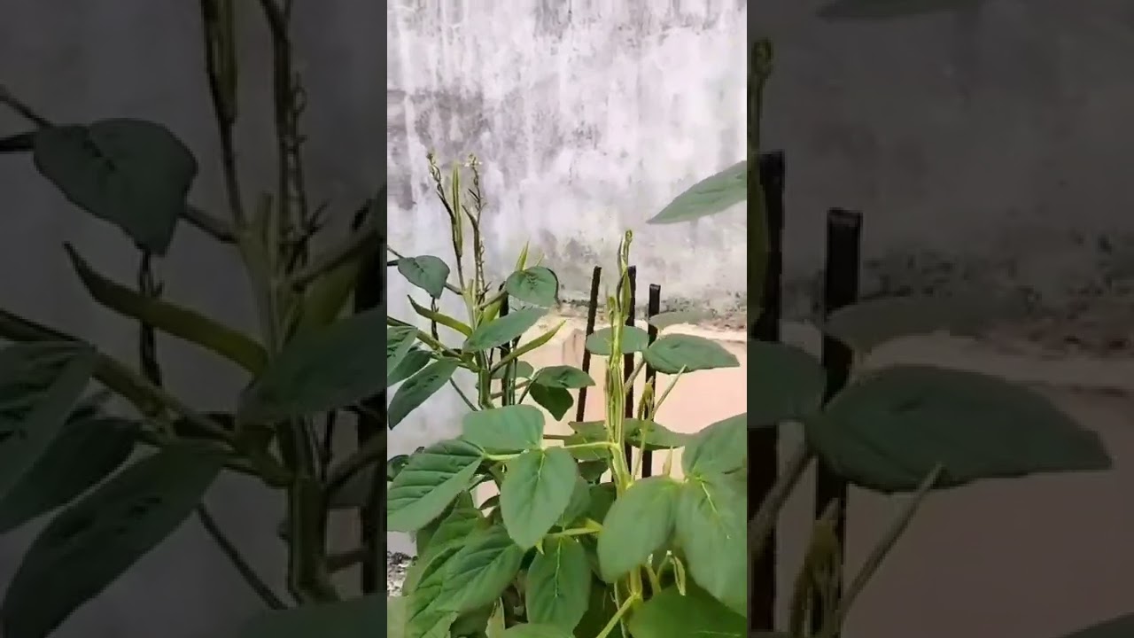 Kothavarai | guar plant | Terrence Gardner #terracegardenideas - YouTube