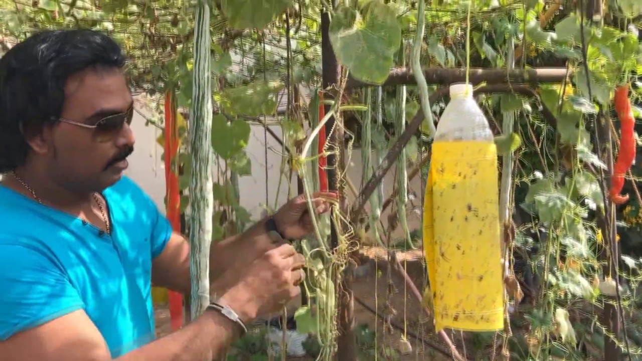 പടവലം കൃഷിയും പരിചരണവും how to cultivate snake gourd padavalam krishi ...