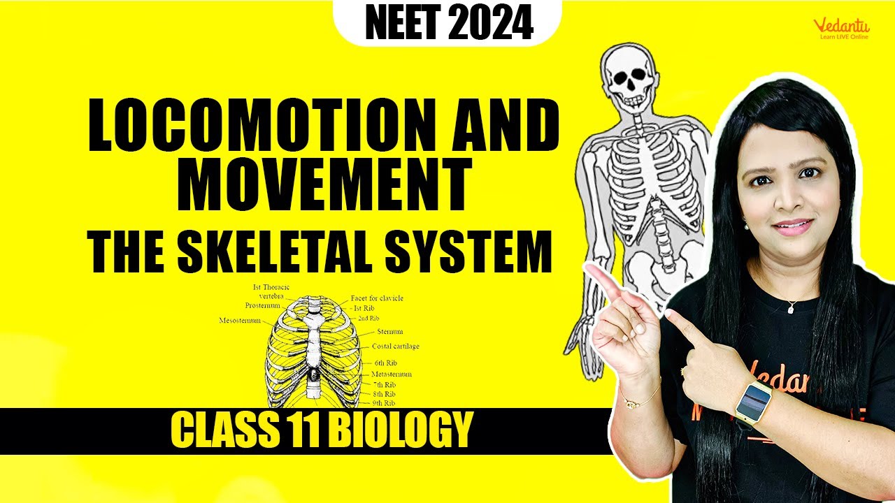 Locomotion And Movement The Skeletal System Class 11 Biology NEET locomotion-and-movement-the-skeletal-system-class-11-biology-neet