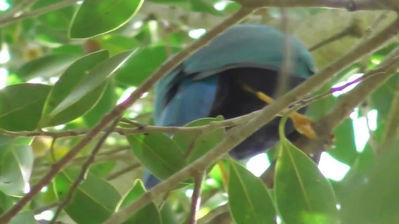 Aves de México. Canto de la Chara yucateca (Cyanocorax yucatanicus) en ...