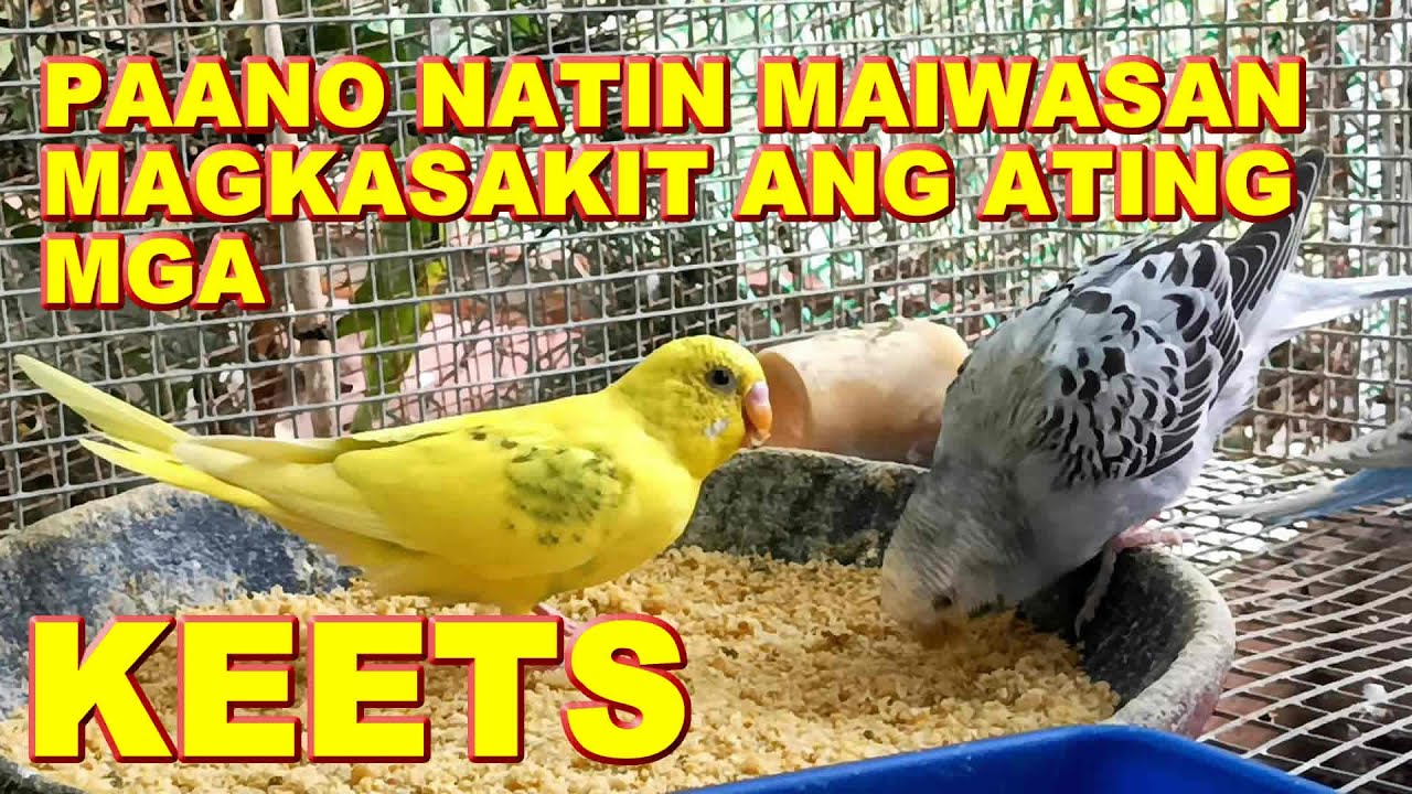 Paano natin maiiwasan magkasakit ang ating mga keets mga lods - YouTube