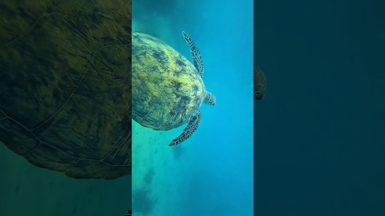OMG A TURTLE!! - YouTube