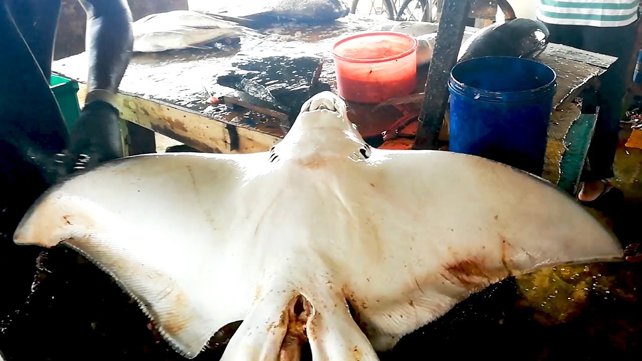 Ray fish Cuttings | Fish Cutting Skills Sri Lanka - YouTube
