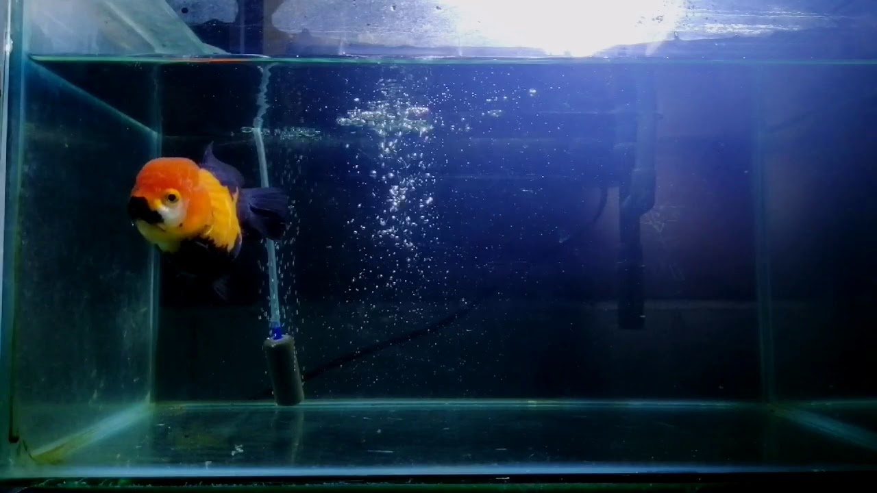 Apache Oranda Goldfish Short tail - YouTube