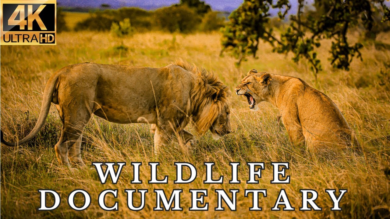 Wildlife 4k Documentary: Discover the Secrets of the Animal Kingdom ...