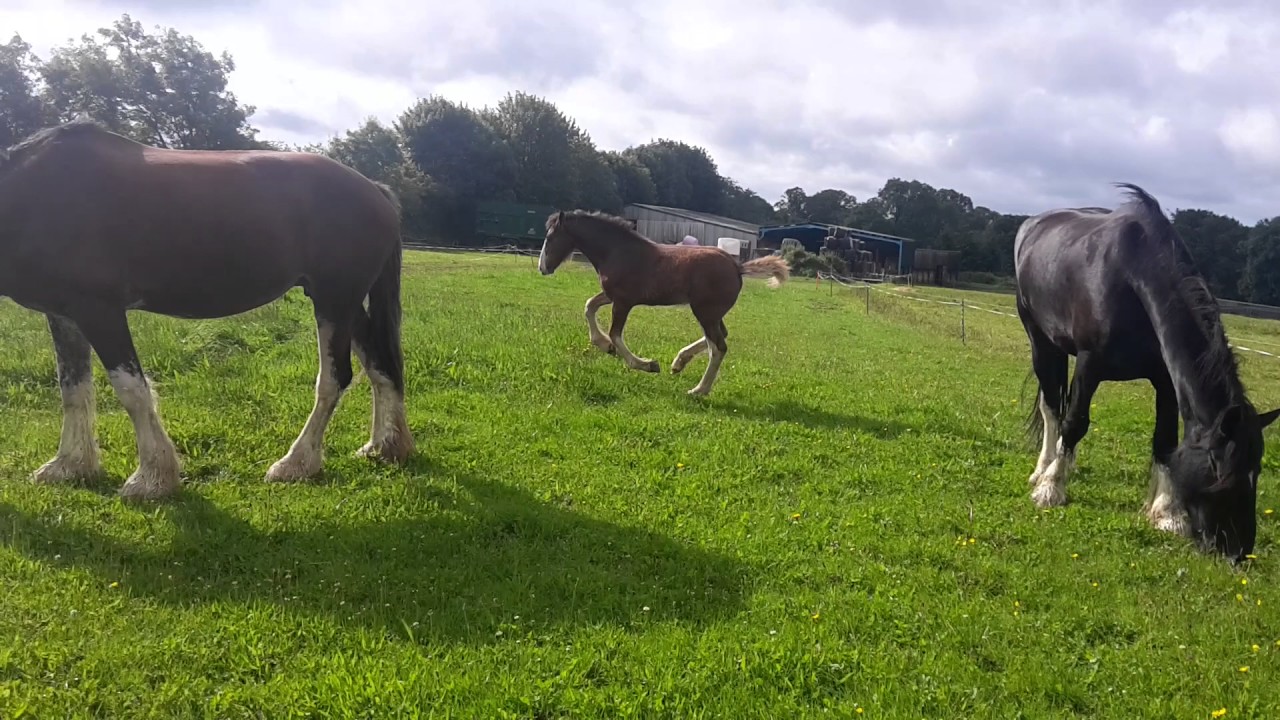 Shire foals 3 months old - YouTube