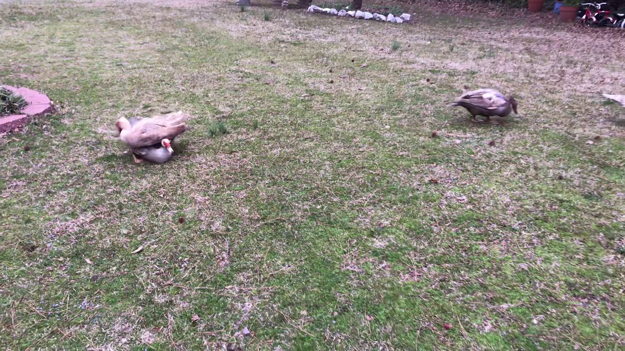 Muscovy Duck mating - YouTube
