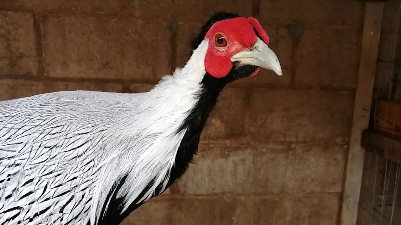 Faisán Plateado Cantando (Lophura Nycthemera) - YouTube