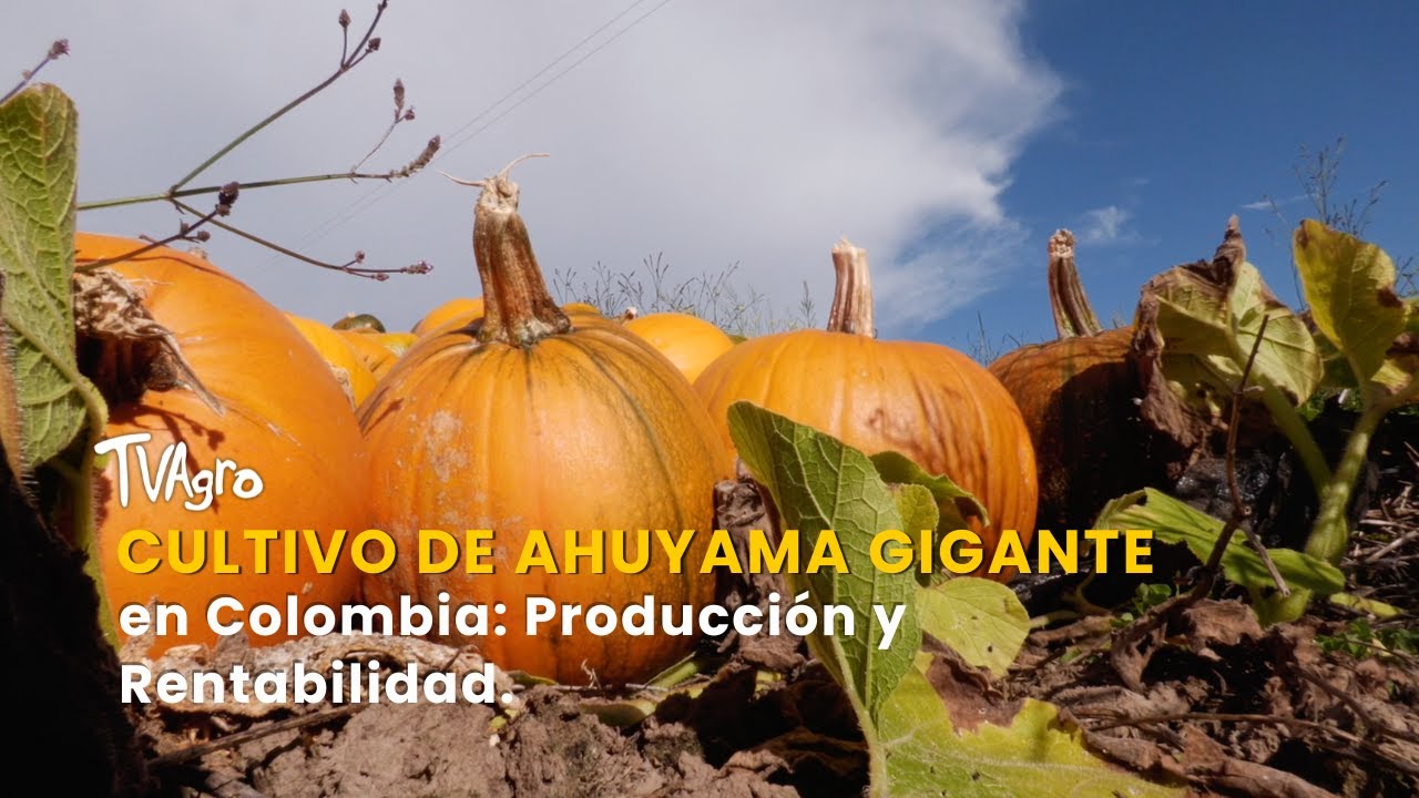 Cultivo de Ahuyama Gigante en Colombia: Producción y Rentabilidad ...