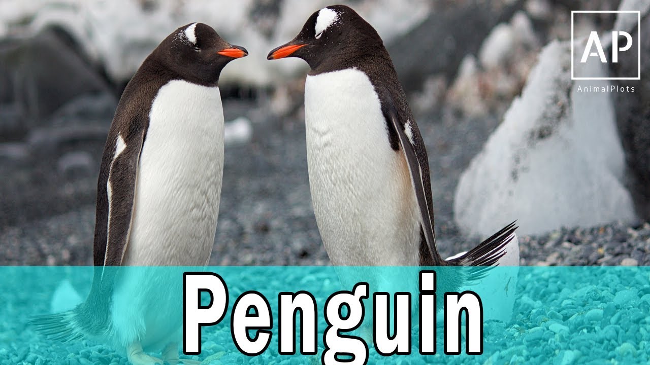 Penguin | Emperor Penguins Wildlife Documentary In Antarctica # ...