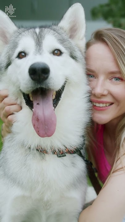 The Truth About Huskies: Playful, Stubborn, and Irresistible! - YouTube