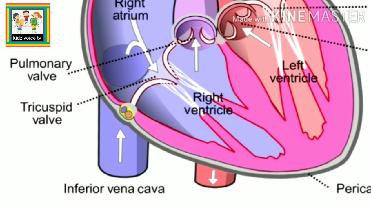 How does "heart" work- 'గుండె 'ఎలా పనిచేస్తుంది:human body;life,man ...