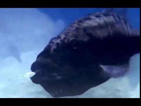 Idiot Fish want to be eaten - YouTube