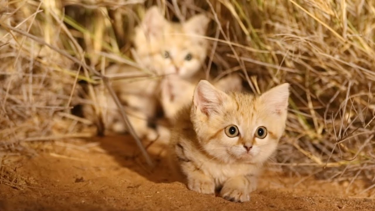 Mengenal Sand Cat - Kucing padang pasir yg menggemaskan - YouTube